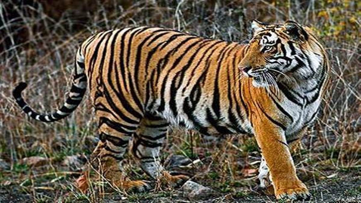 Tiger in Madhya Pradesh: वन विभाग के सामने संरक्षण में हैं चुनौतियां ...