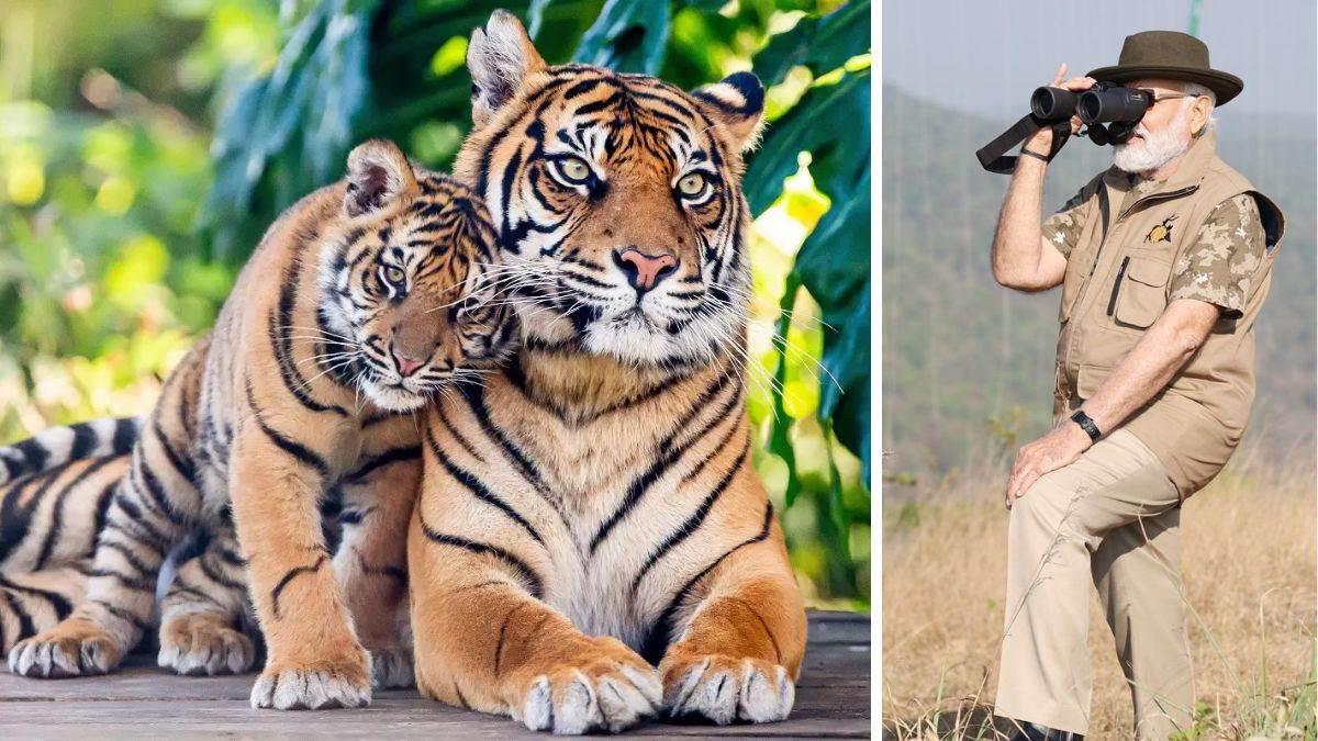 Tigers in India: देश में बाघों की संख्या बढ़कर 3167 हुई, पीएम मोदी ने ...