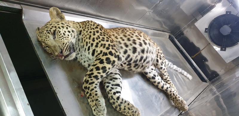 Leopard death in Jabalpur: सिर में वाहन की टक्‍कर लगने से हुई तेंदुआ की ...