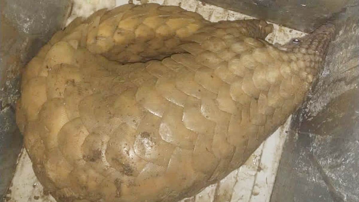 Pangolins in the Colony: बालाघाट के लांजी में रिहायसी इलाके के बीच घूमते दिखा वन्यजीव पैंगोलिन ...