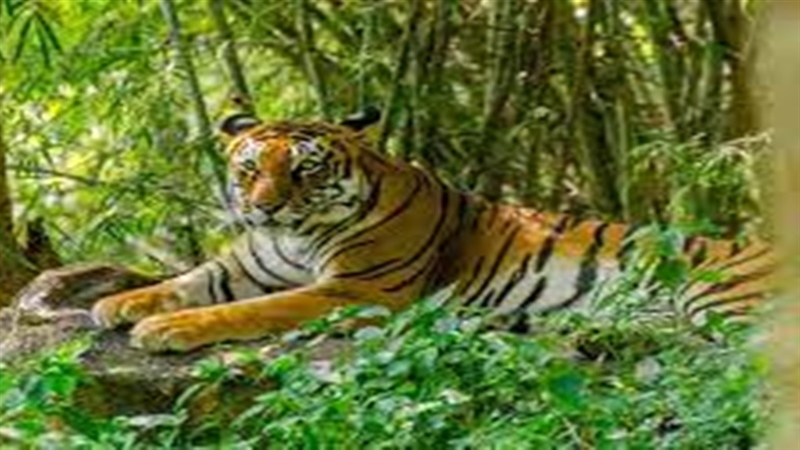 Shahdol News : फसल काट रहे परिवार के सामने नौ साल की बच्ची को बाघ ले ...