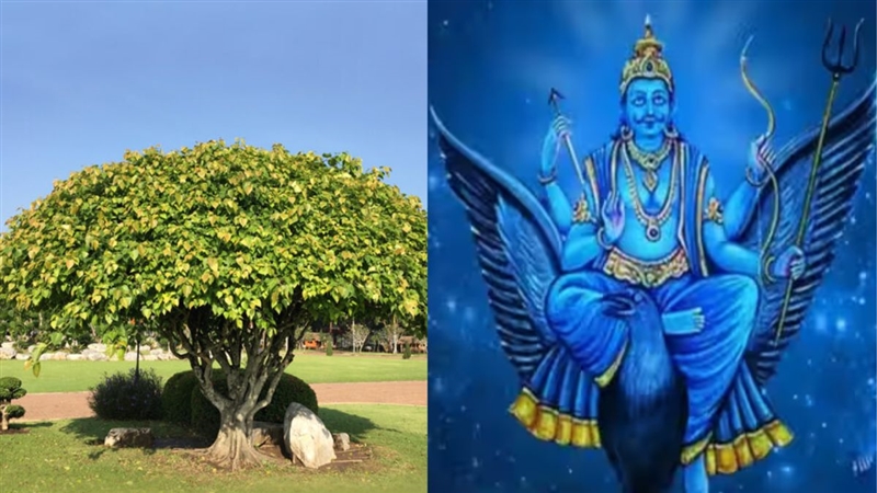Peepal Tree Upay: शनि दशा निवारण के लिए आजमाएं पीपल का ये उपाय बुरा समय ...