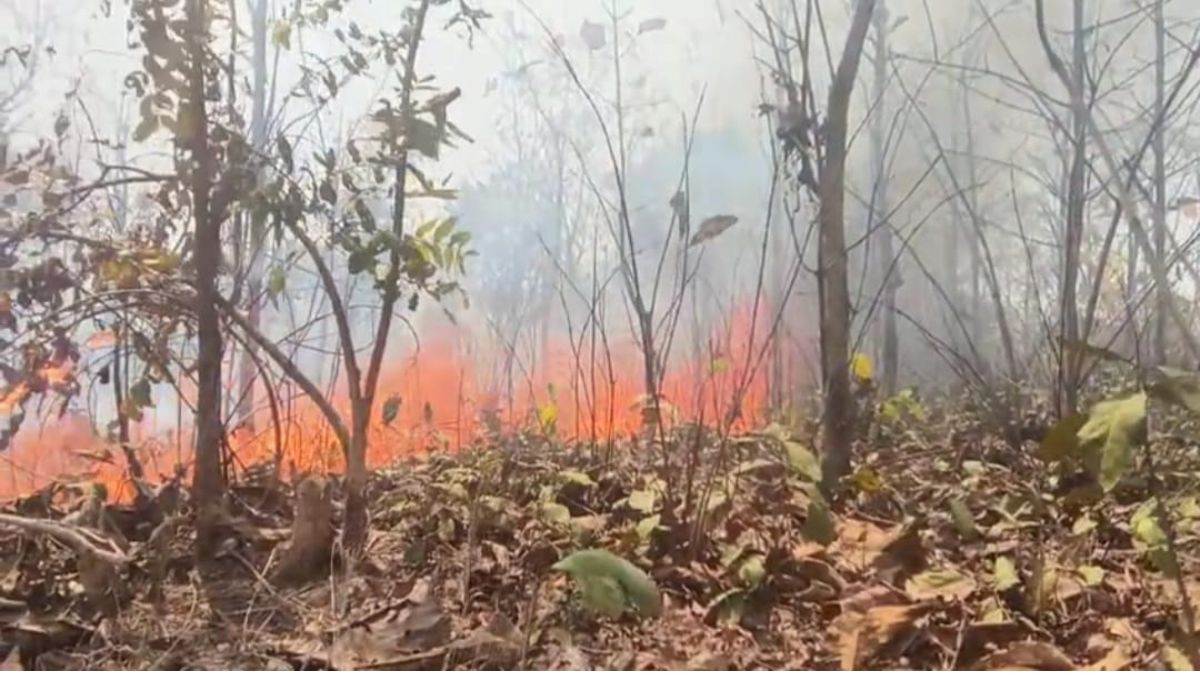 बालको के जंगल में धधक रही आग, खतरे में जीव-जंतु - Fire blazing in Balko ...