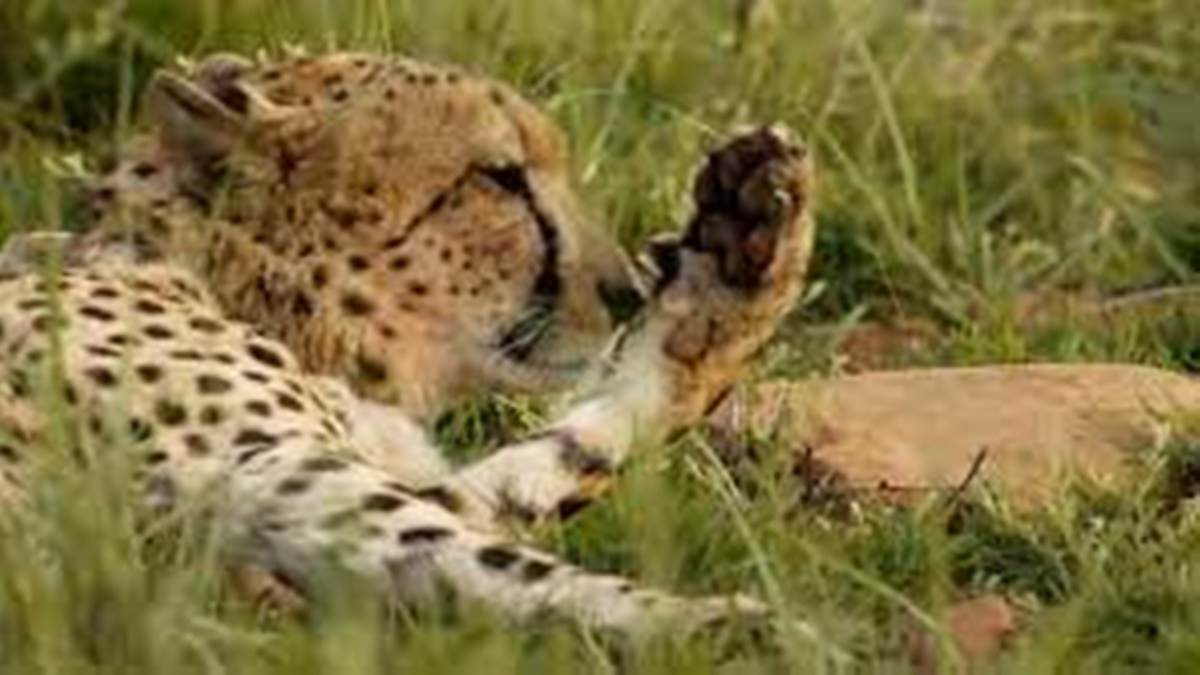 Kuno Cheetah Project: मादा चीता दक्षा की मौत पर अ खिलेश यादव ने सरकार ...