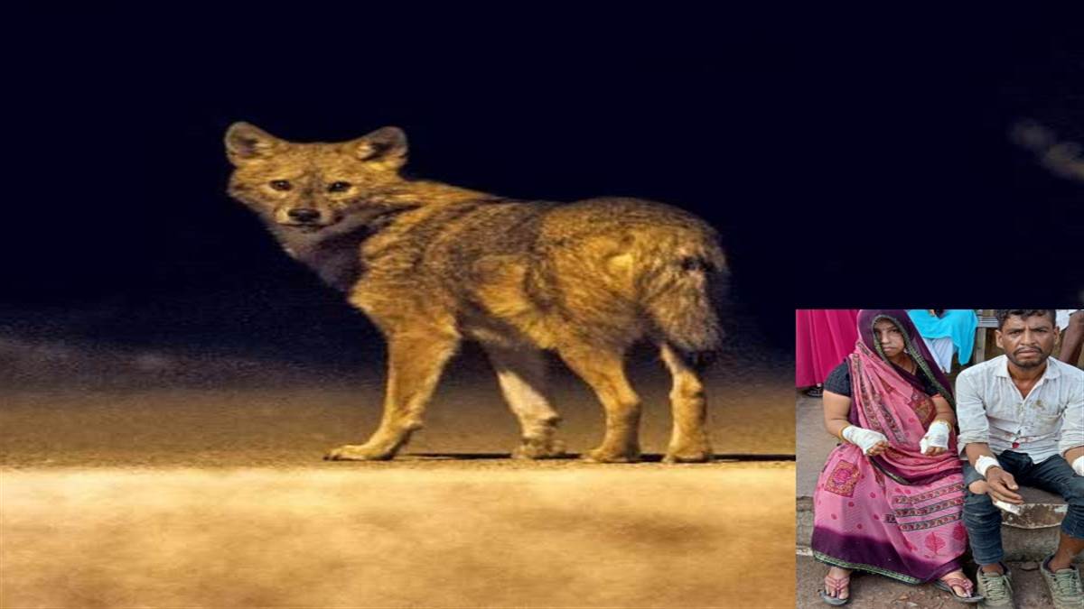 Jackal attack: आंगन में सो रहे बच्‍चे पर सियार ने किया हमला, बचाने ...