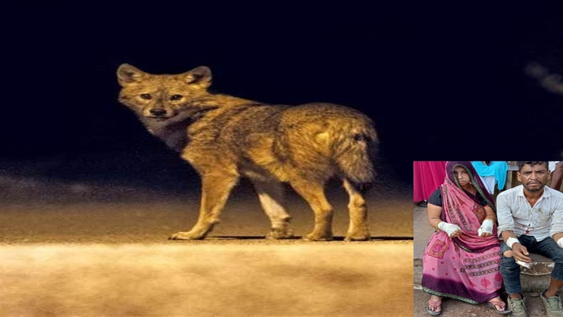 Jackal attack: आंगन में सो रहे बच्चे पर सियार ने किया हमला बचाने पहुंचे ...