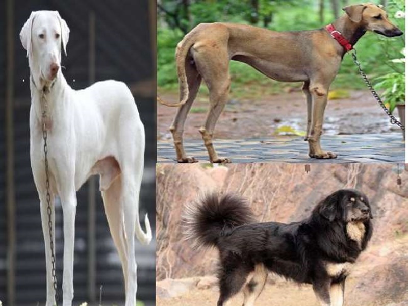 PM Modi की पहल पर कुत्तों की तीन देसी नस्लों को मिली जेनेटिक पहचान - PM ...