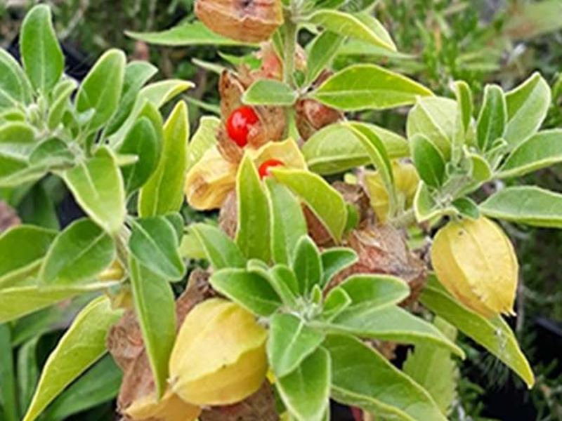 Ashwagandha Cultivation: मालवा की मिट्टी और जलवायु अश्वगंधा की खेती के ...