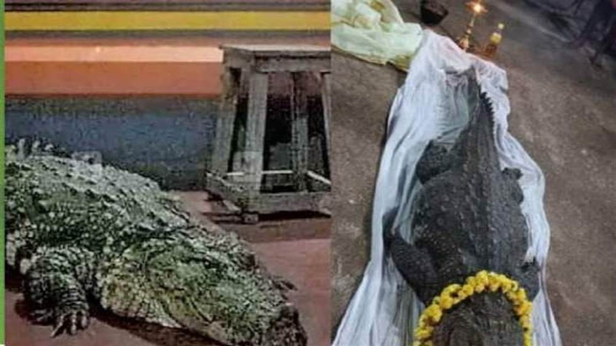 Kerala Temple Crocodile: शाकाहारी मगरमच्छ बबिया की मौत, प्रसाद खाकर ...
