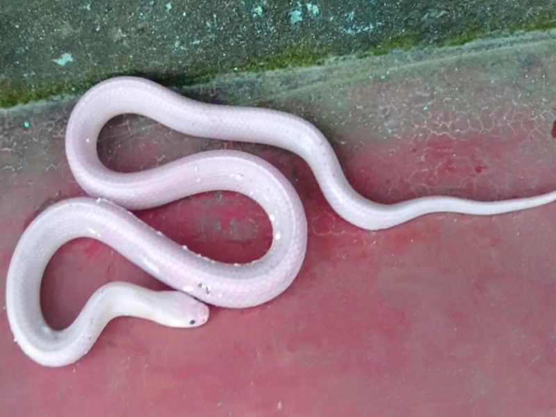 Chhattisgarh: राज्य में पहली बार नजर आया दुर्लभ सफेद करैंत सांप, देखकर ...