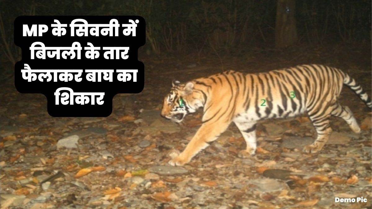 MP Tiger Hunting: मध्य प्रदेश के सिवनी जिले में करंट फैलाकर बाघ को ...