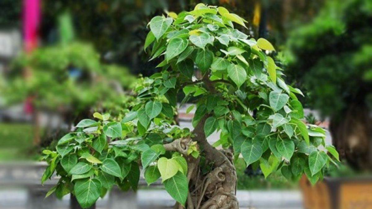 Sade Sati Upay: शनिवार को करें पीपल के पेड़ की पूजा, कम होता है शनि की ...