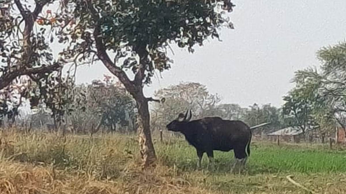 तखतपुर पहुंचा बाइसन, निगरानी में जुटा वन विभाग - Bison reached ...