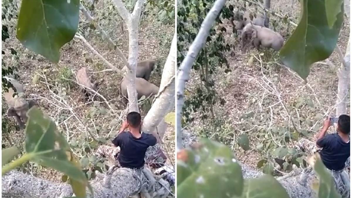 Dhamtari: जब 40 हाथियों के झुंड के बीच फंस गए वन विभाग के कर्मचारी ...