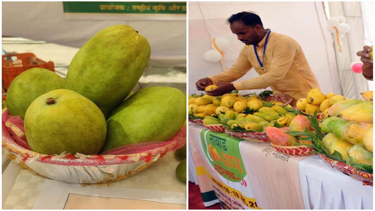 Mango Festival in Bhopal: नाबार्ड के आम उत्‍सव में दुर्लभ 'नूरजहां' बना ...