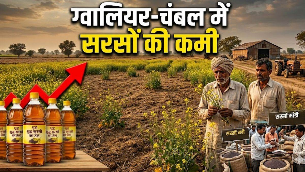 Mustard Oil Price Hike: ग्वालियर-चंबल में सरसों की कमी, 190 रुपये किलो ...