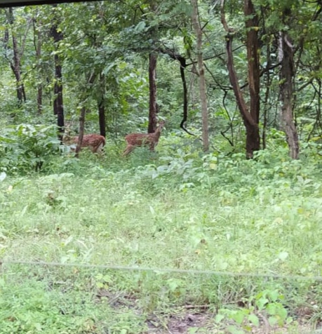 सोनेवानी के जंगल में कान्हा नेशनल पार्क का अनुभव करेंगे पर्यटक, बाघ के ...