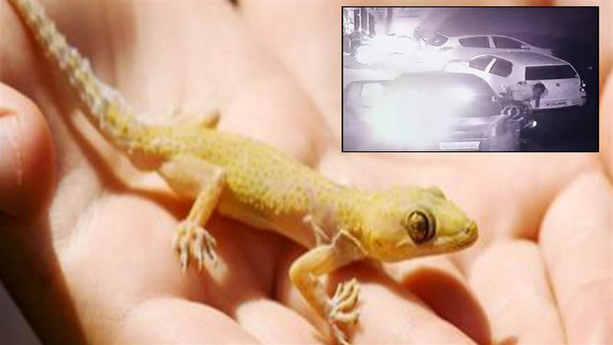 Accident in Ratlam: हाथ पर गिरी छिपकली तो ब्रेक की बजाए दबा एक्सीलेटर ...