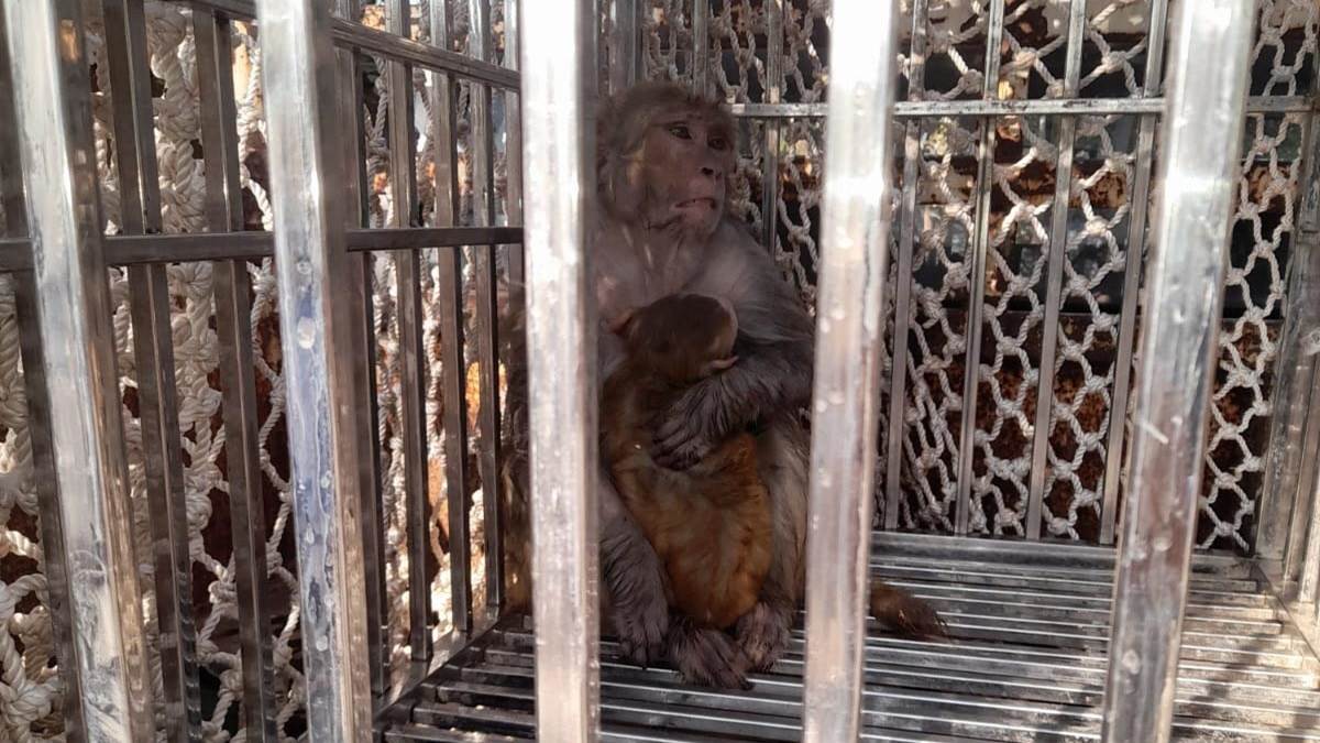 Bilaspur News: तीन ग्रामीणों को घायल करने वाला बंदर हुआ कैद - Monkey ...