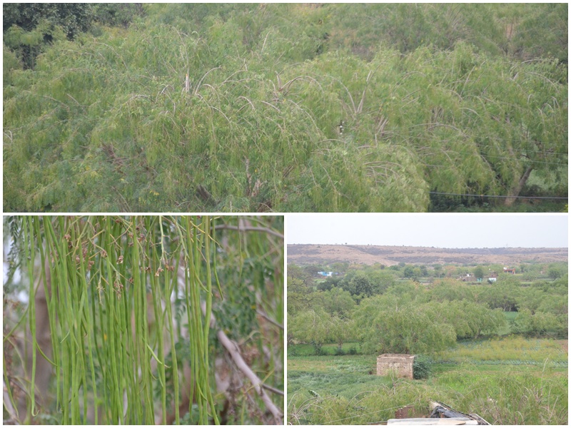 Gwalior Story of Sojna village: सहजन ने बदली सौजना की तकदीर, एक बीघा ...