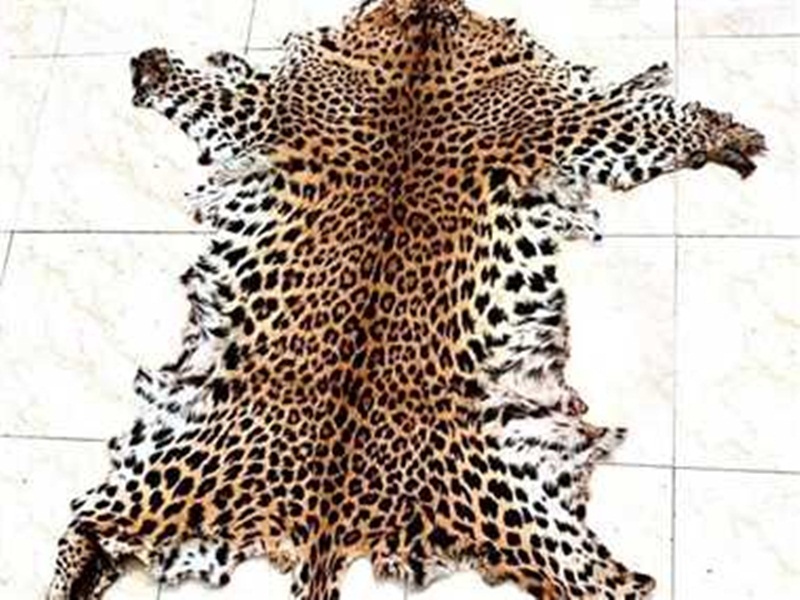 Tiger Skin Smuggling: महाशिवरात्रि में अनुष्ठान करने बाघ की खाल लेकर ...