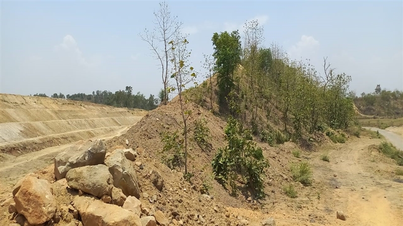 Korba Secl News: अपने ही रोपे 500 से अधिक हरे भरे पेड़ उजाड़े एसईसीएल ...