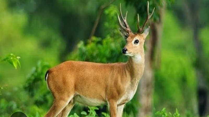 Damoh News : नोरादेही अभ्यारण के कैमरे में कैद हुआ विलुप्त प्रजाति का ...