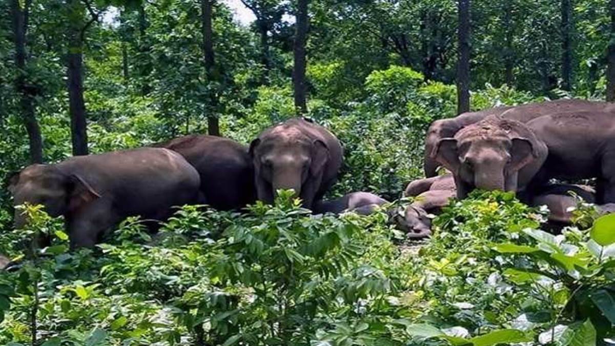 Elephant attack in Korba: महुआ की गंध पाकर बस्ती में घुसे हाथी, ढहाए ...
