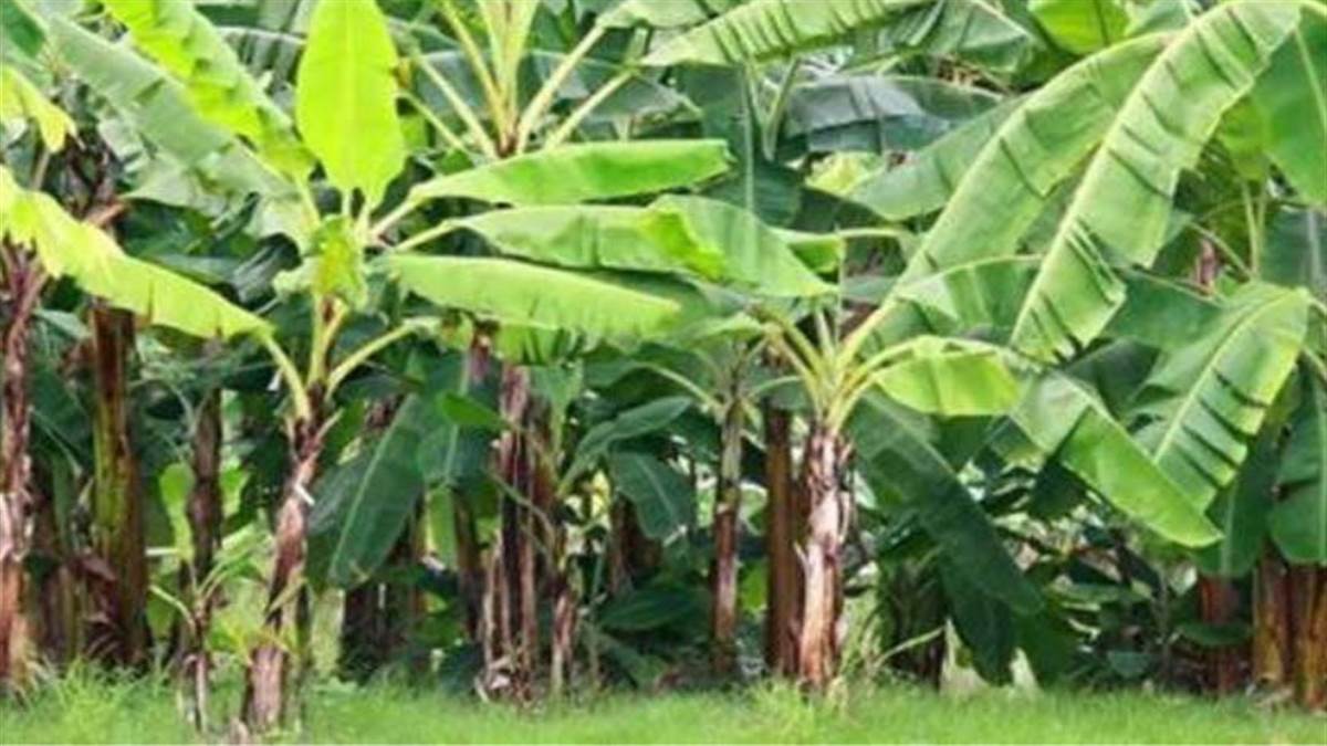 Tree Remedy: भिखारी को भी बना देती है राजा, इस वृक्ष की जड़ बेहद ...