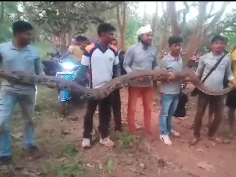 पाइप में था 18 फीट लंबा अजगर, रेस्क्यू के दौरान एक के बाद एक निकले 6 ...