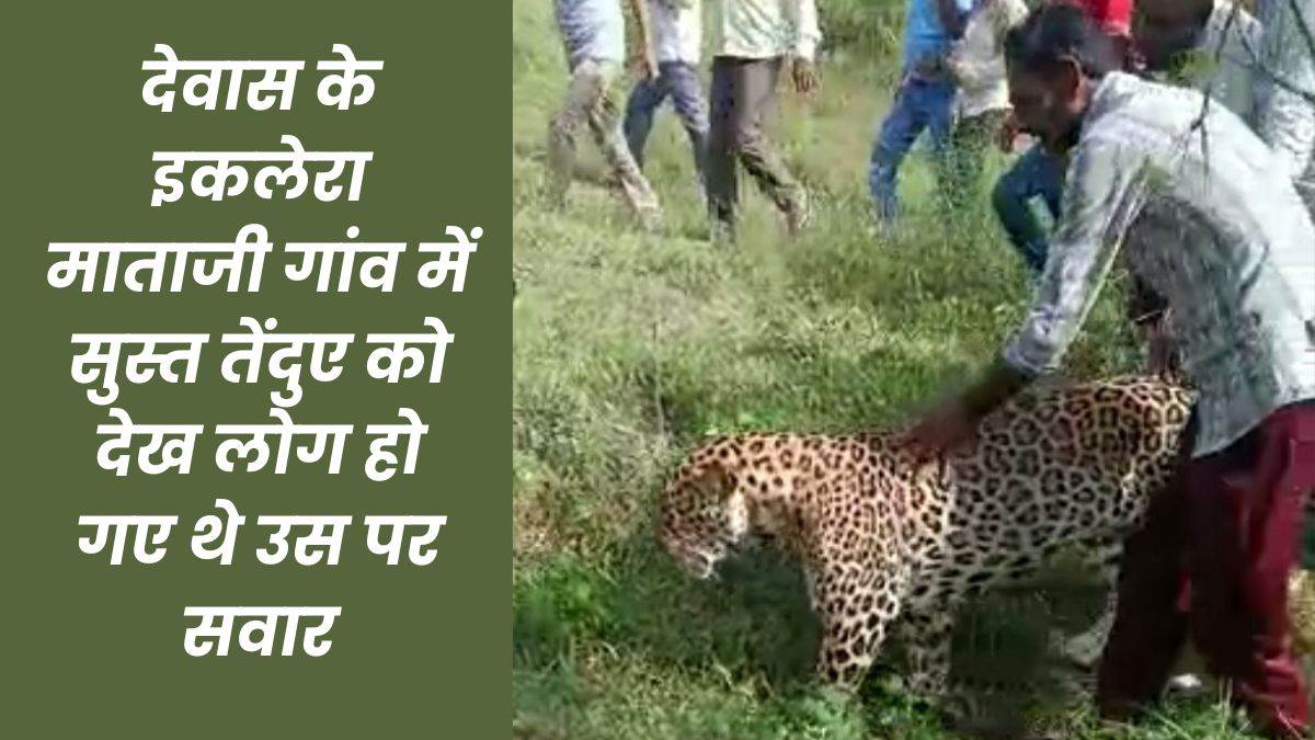 Leopard in Dewas: देवास जिले में बीमार तेंदुए की सवारी करने वालों को ...
