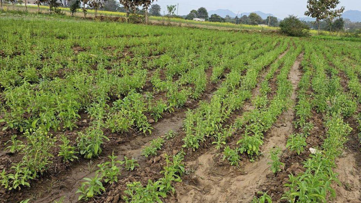 Mithi Tulsi: मध्य प्रदेश में मीठी तुलसी की होगी कांट्रैक्ट फार्मिंग ...