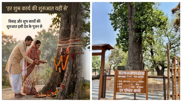 कोरबा में 1400 वर्षों से खड़ा प्रकृति का प्रहरी, पहले पूजा फिर शुरू ...