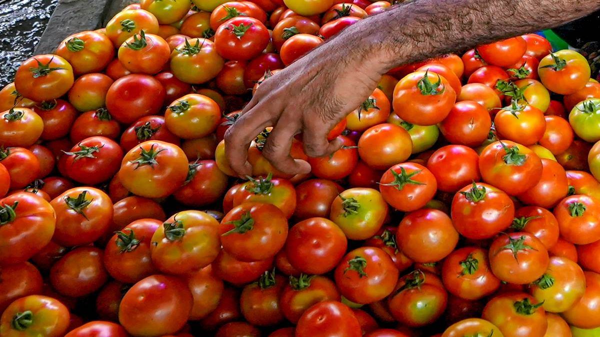 Tomato Price Indore: इंदौर में 100 रुपये प्रति किलो तक बिक रहा टमाटर ...