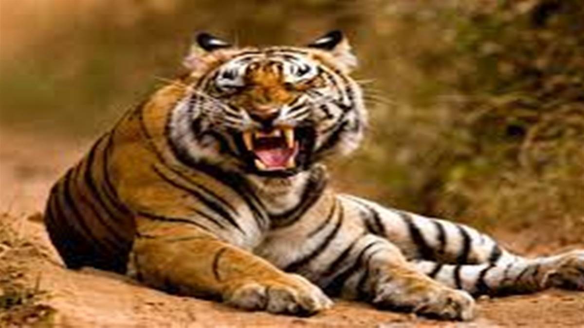 Balaghat News : मवेशी चराने गए चार युवकों में से एक को 200 मीटर दूर ...