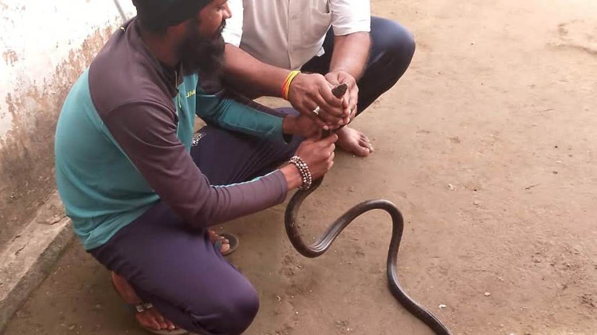 MP News: घर में घुसा सात फीट लंबा घोड़ा पछाड़ सांप, मचा हड़कंप - MP ...