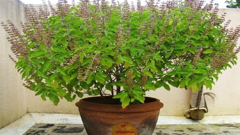 Tulsi Plant Tips: तुलसी पौधे के पास भूलकर भी ना रखें ये चीजें वरना ...