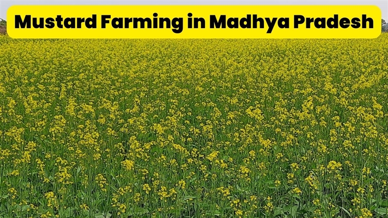 Mustard Farming: श्योपुर में सरसों की रिकार्ड बोवनी पिछले साल 8500 ...