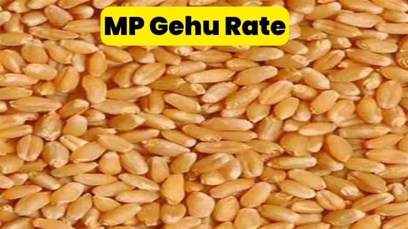 MP Gehu Rate: गेहूं और आटा-रवा के दामों में जोरदार गिरावट - MP Gehu ...