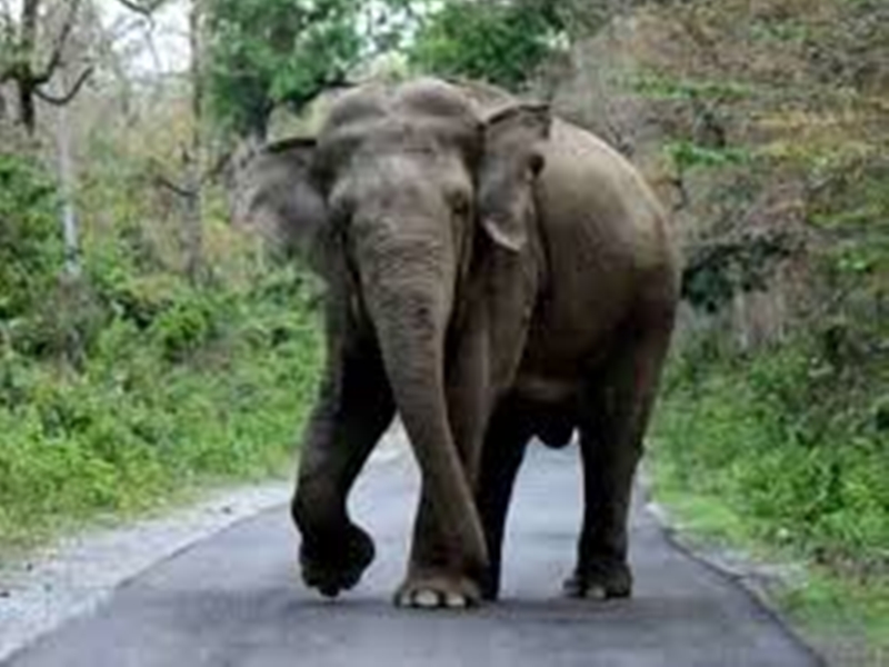 Elephants Terror : हाथी ने स्कूली छात्र को कुचलकर मार डाला - Elephant ...