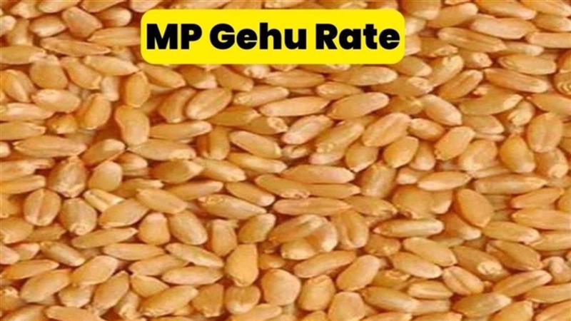 Madhya Pradesh Gehu Rate: बाजार में समर्थन मूल्य से 100 रुपये ज्यादा ...
