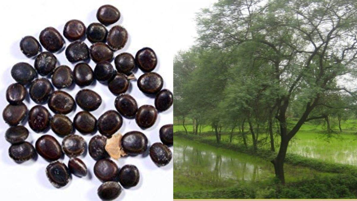 Chhattisgarh Bilaspur News: बबूल बीज से बनेगी मलेरिया और डायरिया की ...