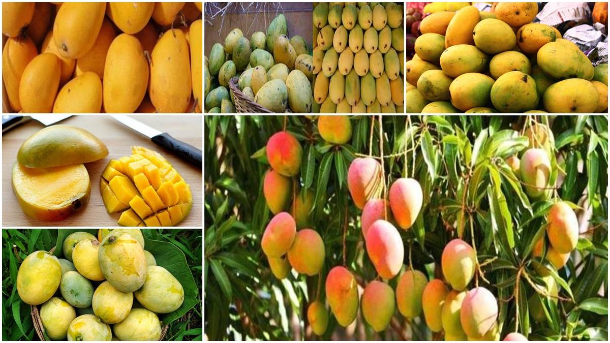 Health Tips : फलोंं का राजा आम है खास, खाने से पहले जान लें क्‍या हैं ...