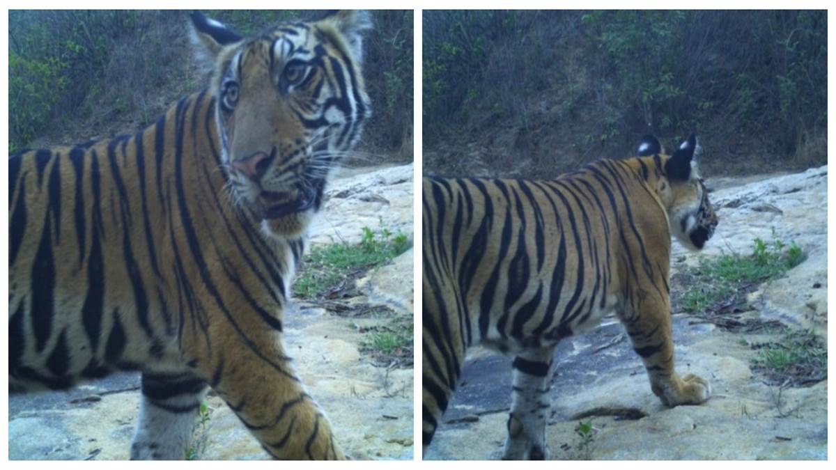 खोंड के जंगलों में बाघ ने भैंस को उतारा मौत के घाट, सूरजपुर-कोरिया सीमा ...