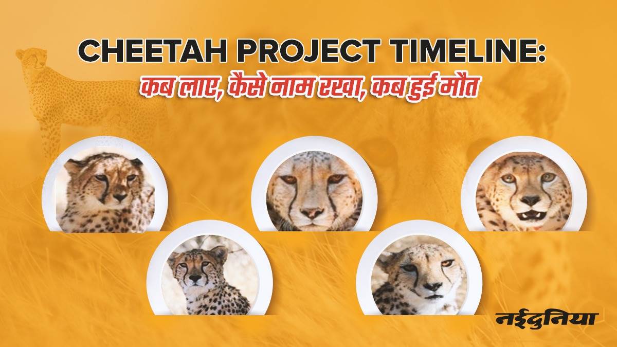 Cheetah Project Timeline: जानिये मध्‍य प्रदेश के कूनो पार्क में कब लाए ...