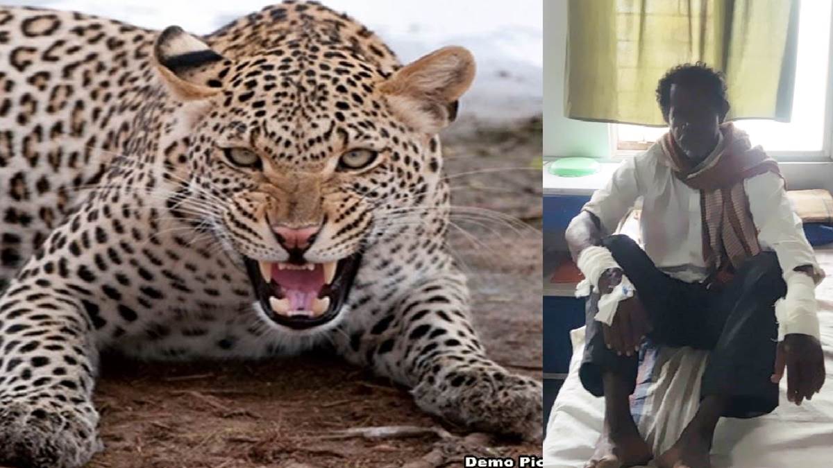 Panther Attack in Balaghat: घर पर सो रहे व्यक्ति पर तेंदुओं ने किया ...