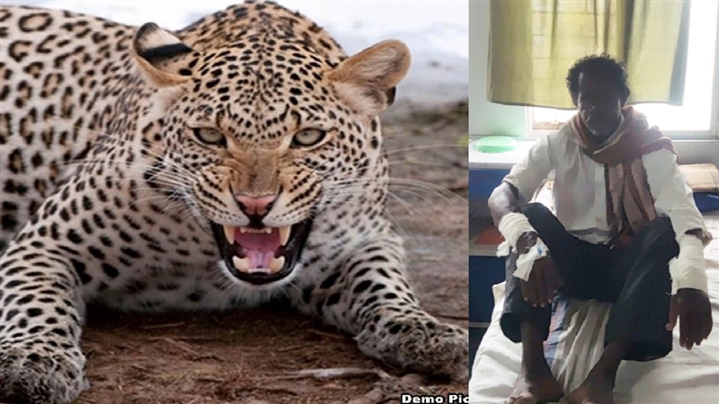 Panther Attack in Balaghat: घर पर सो रहे व्यक्ति पर तेंदुओं ने किया ...