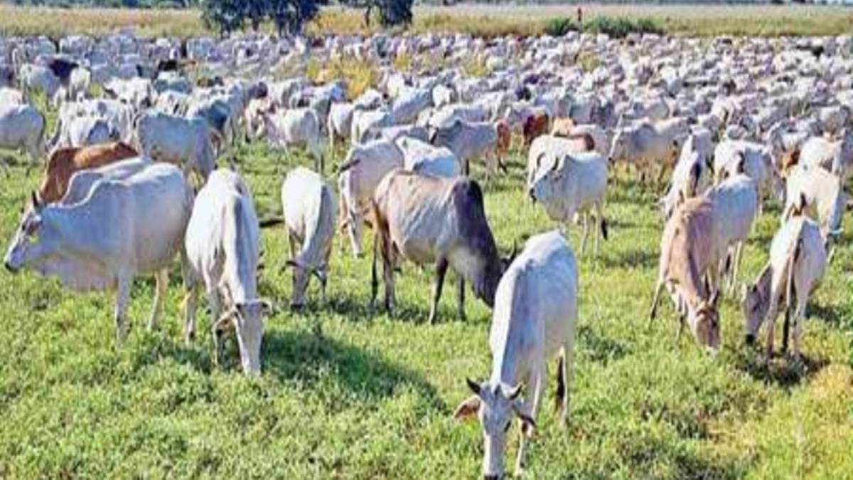 गायों के लिए स्वर्ग बना एशिया का पहला गो-अभयारण्य... मप्र के आगर-मालवा ...