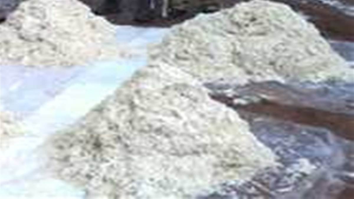 बिलासपुर में बांस के जंगल को खतरा, बाजार में बिक रही प्रतिबंधित करील