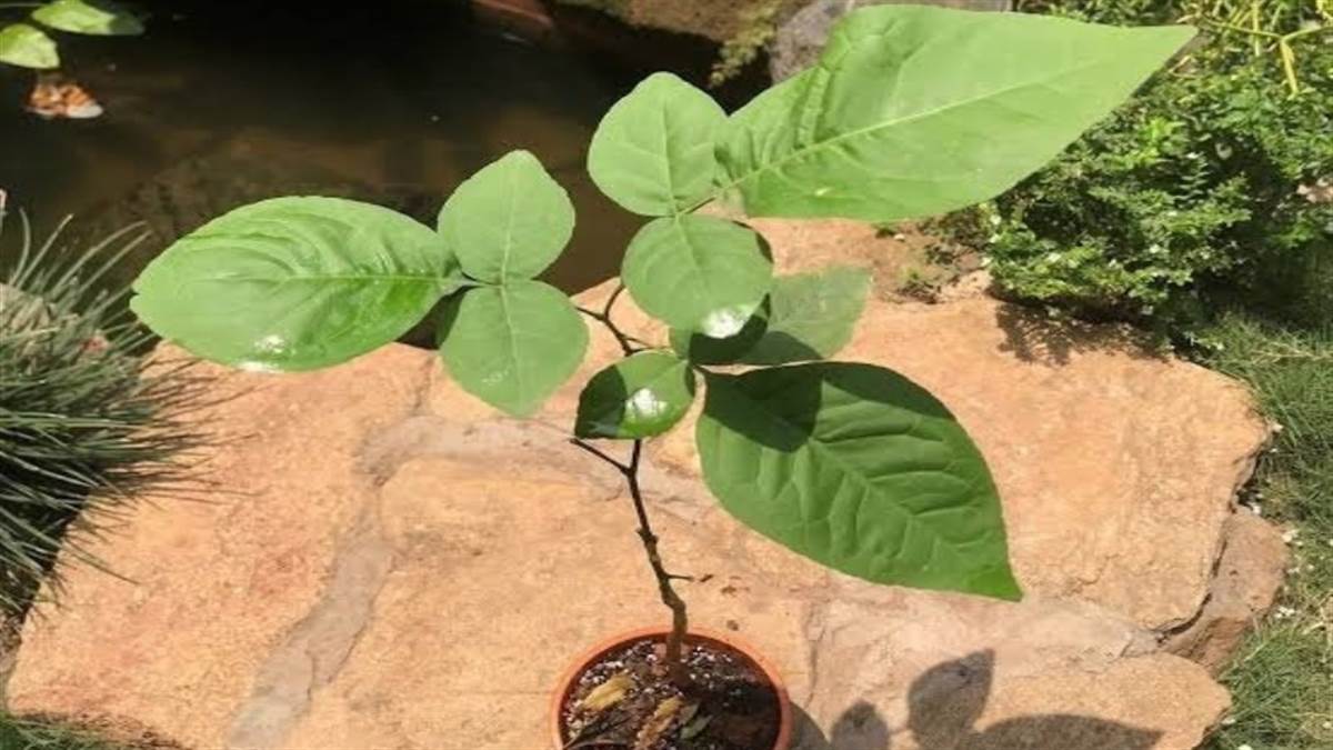 Benefits of Bilva Plant: घर में बिल्व का पौधा लगाने से मिलती है लक्ष्मी ...